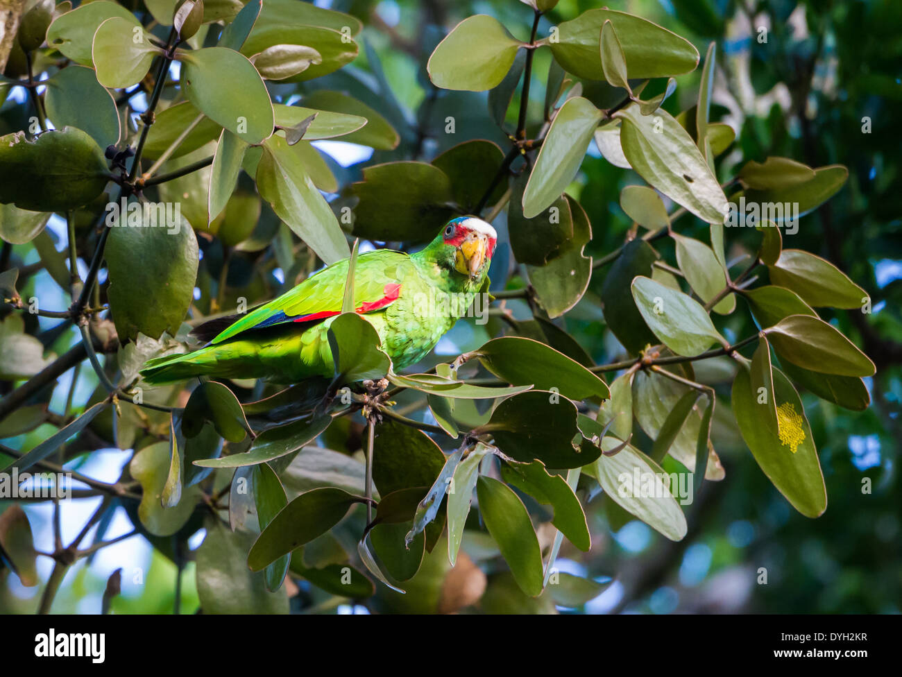 A White-fronted Parrot (Amazona albifrons) on a tree. Monteverde, Costa ...