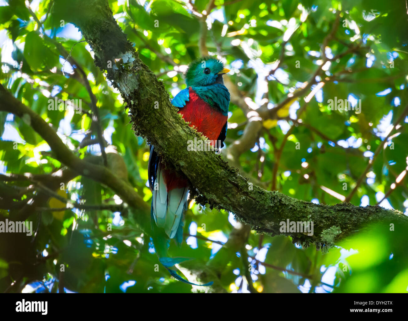 Resplendent quetzal costa rica hi-res stock photography and images - Alamy