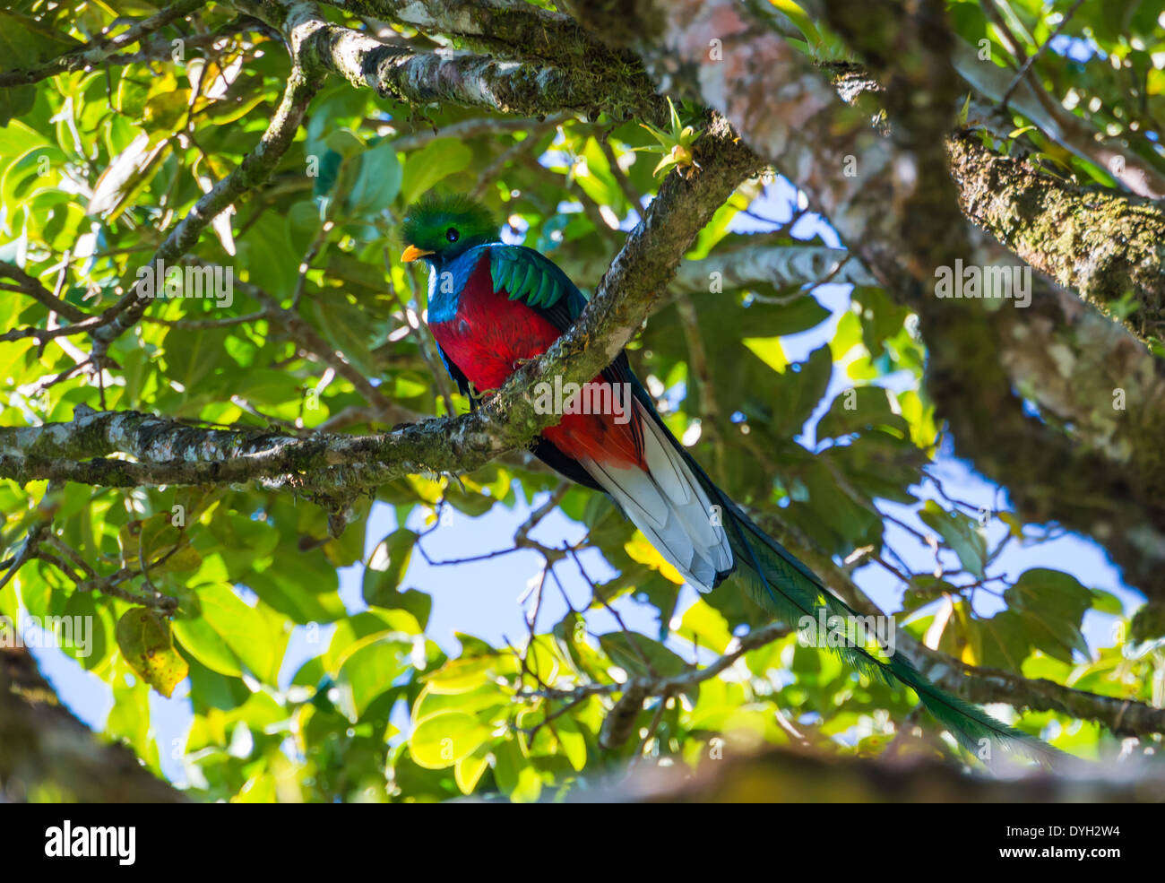 A male Resplendent Quetzal with long tail feathers on a wild avocado ...
