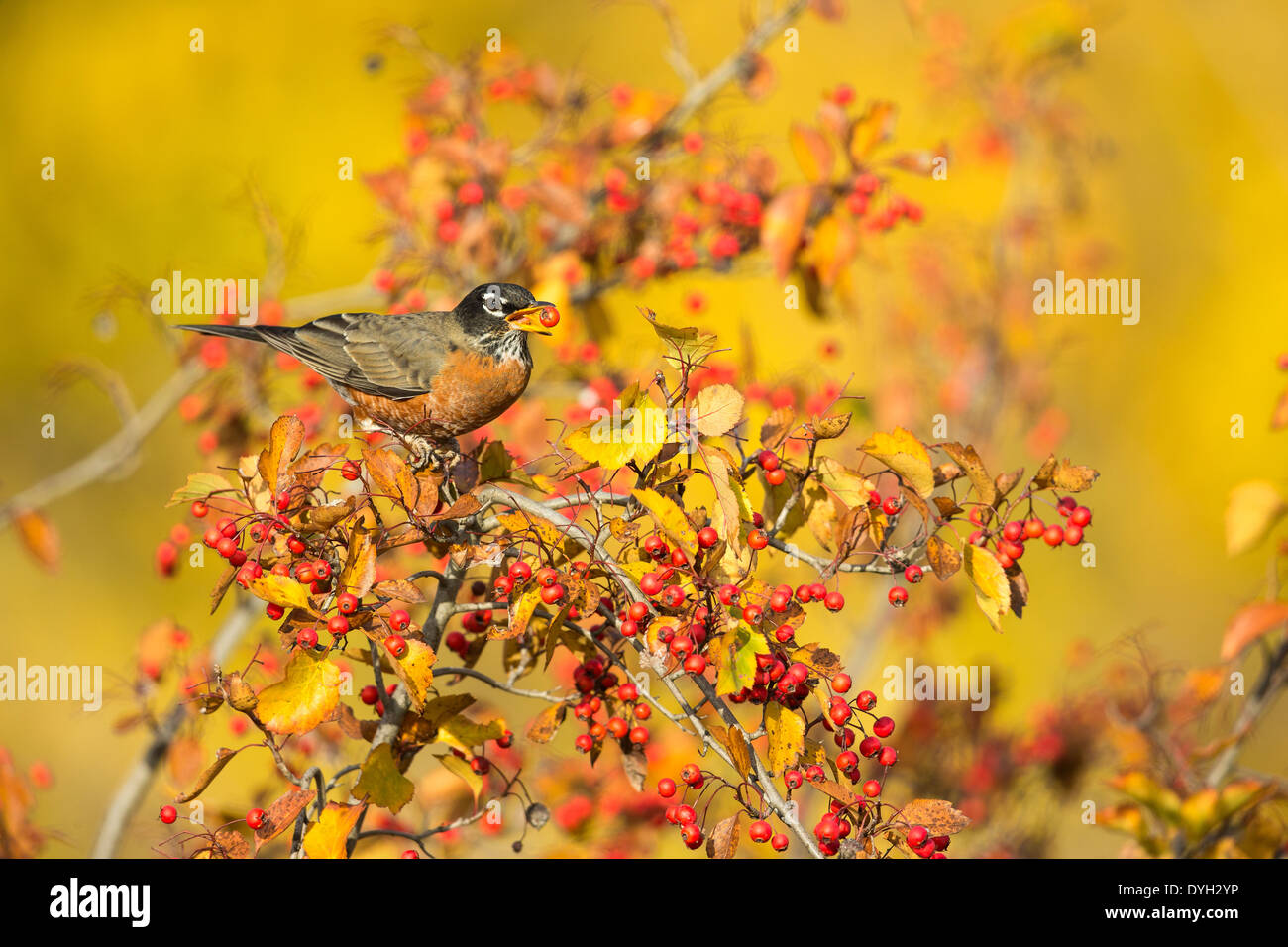 Robin eating hi-res stock photography and images - Alamy