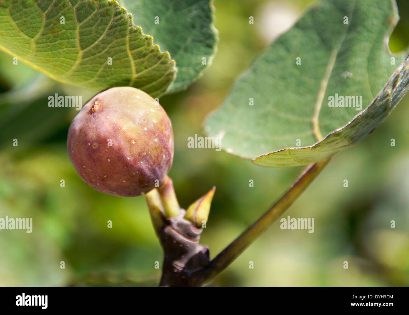 Ficus carica plant tree hi-res stock photography and images - Alamy