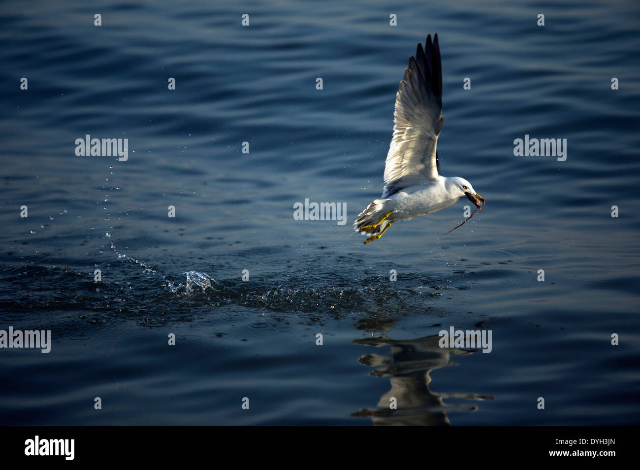 seagull picking fishes from the water Stock Photo - Alamy