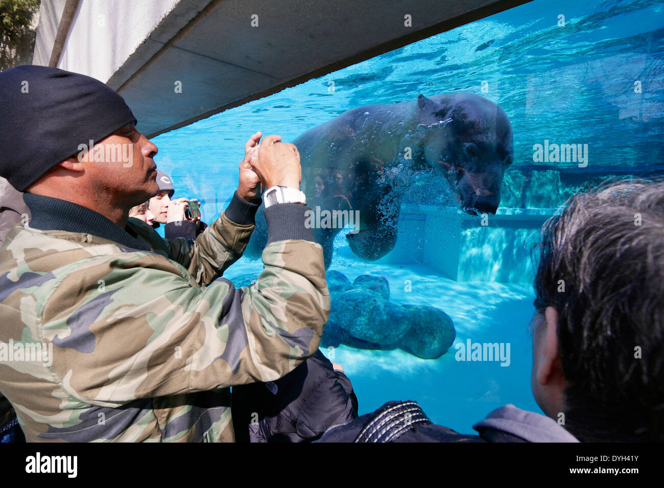 Underwater viewing window, polar bear and zoo visitors. Lincoln Park ...