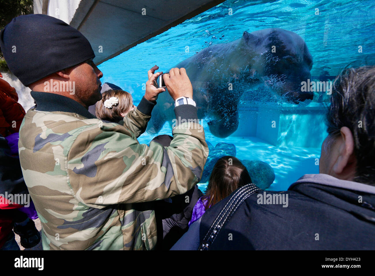 Underwater viewing window, polar bear and zoo visitors. Lincoln Park ...