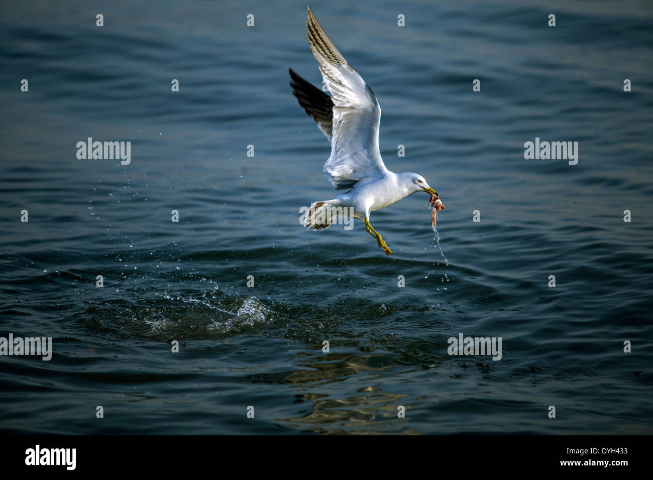 seagull picking fishes from the water Stock Photo - Alamy