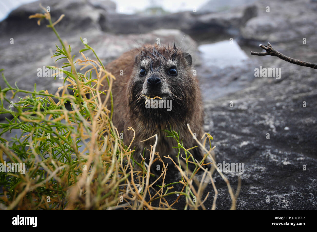 Rock_badger hi-res stock photography and images - Alamy