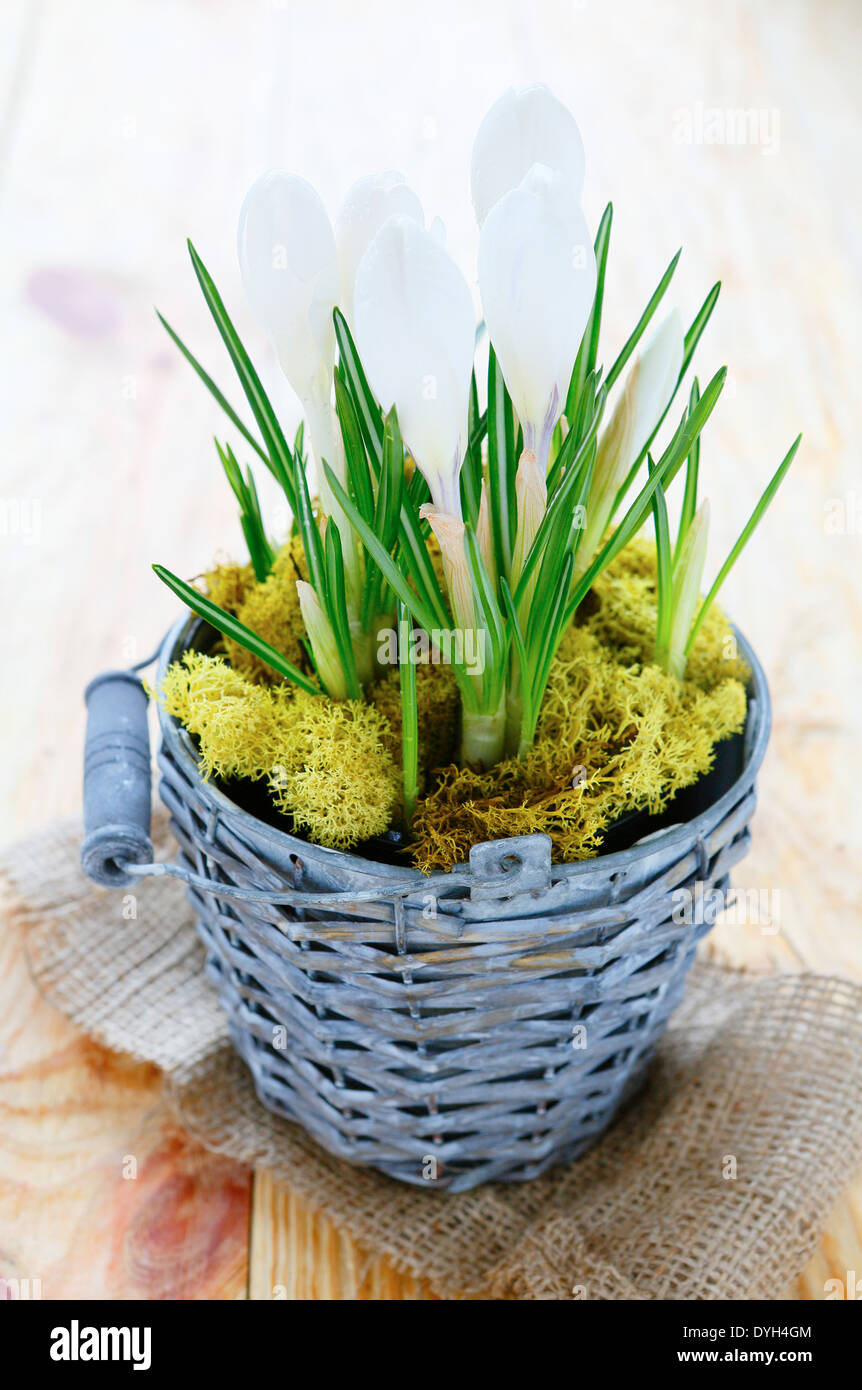 Crocuses in pot hi-res stock photography and images - Alamy