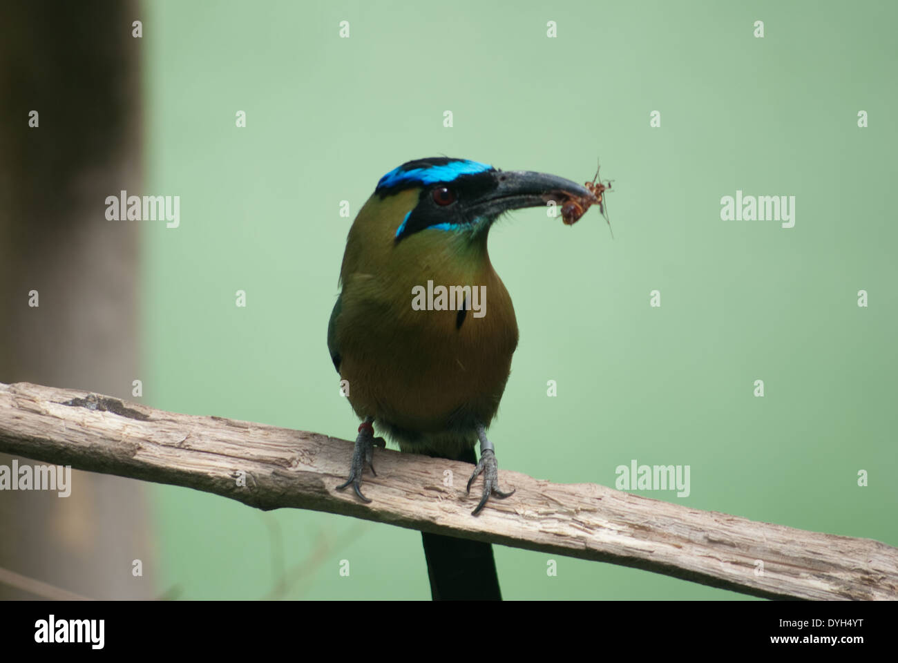 Vogel tier hi-res stock photography and images - Alamy