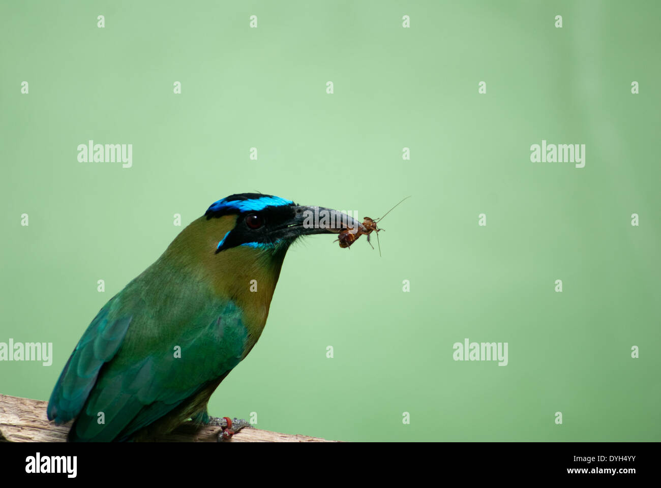 Vogel tier hi-res stock photography and images - Alamy