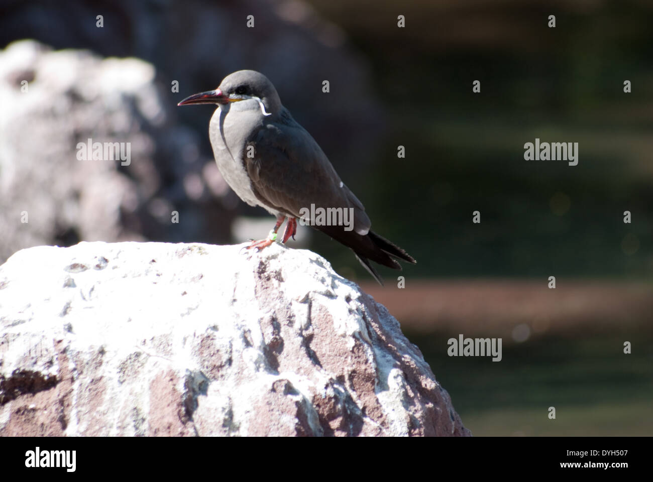 Vogel tier hi-res stock photography and images - Alamy