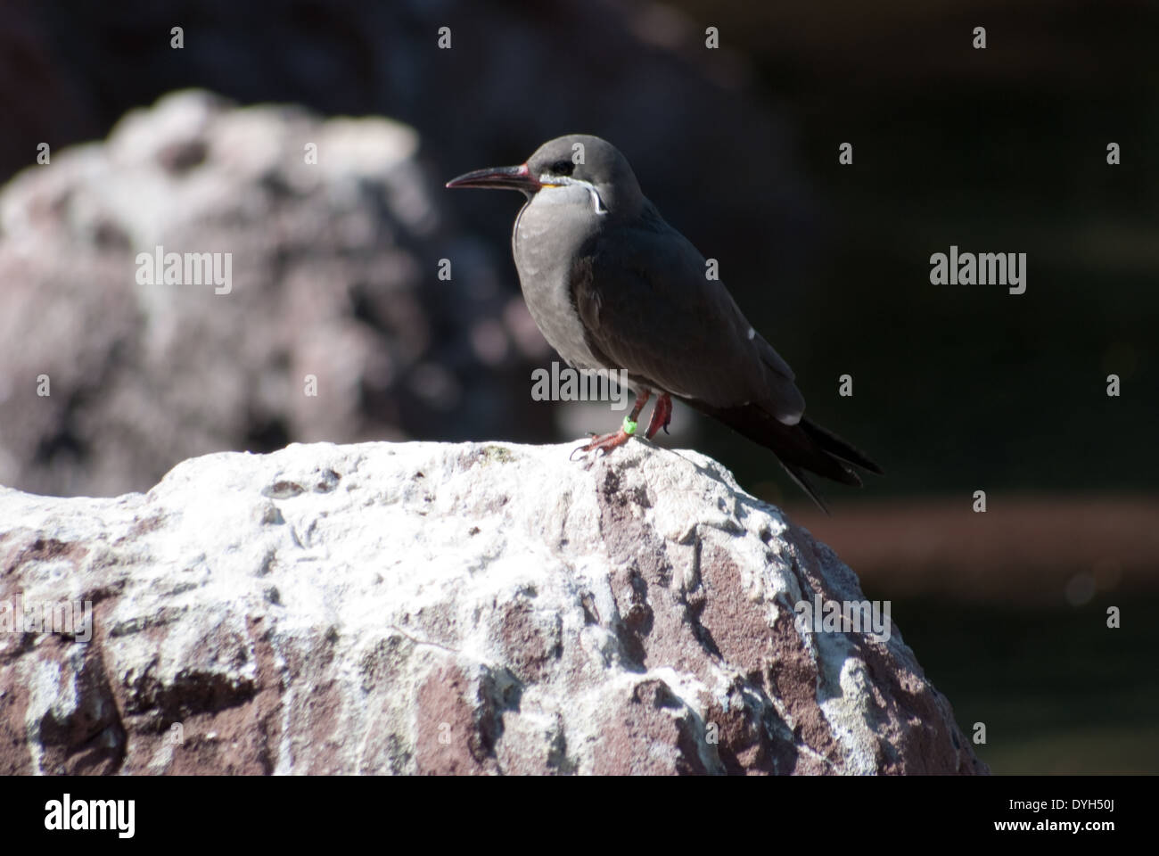 Vogel tier hi-res stock photography and images - Alamy