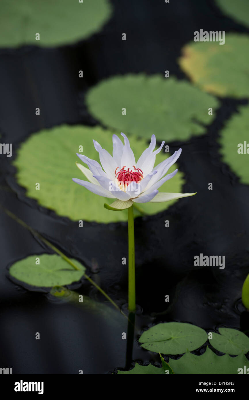 Kew kabuki hi-res stock photography and images - Alamy