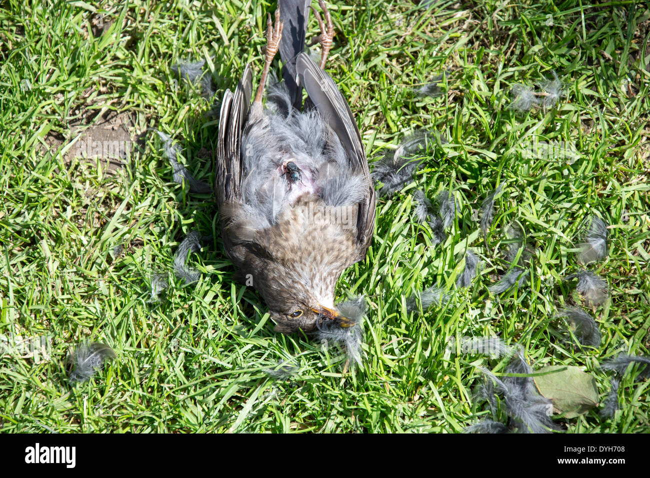 Bird killed by domestic cat Stock Photo - Alamy