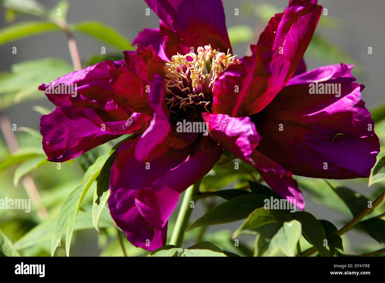 Paeonia suffruticosa, Tree peony, peonies Stock Photo - Alamy