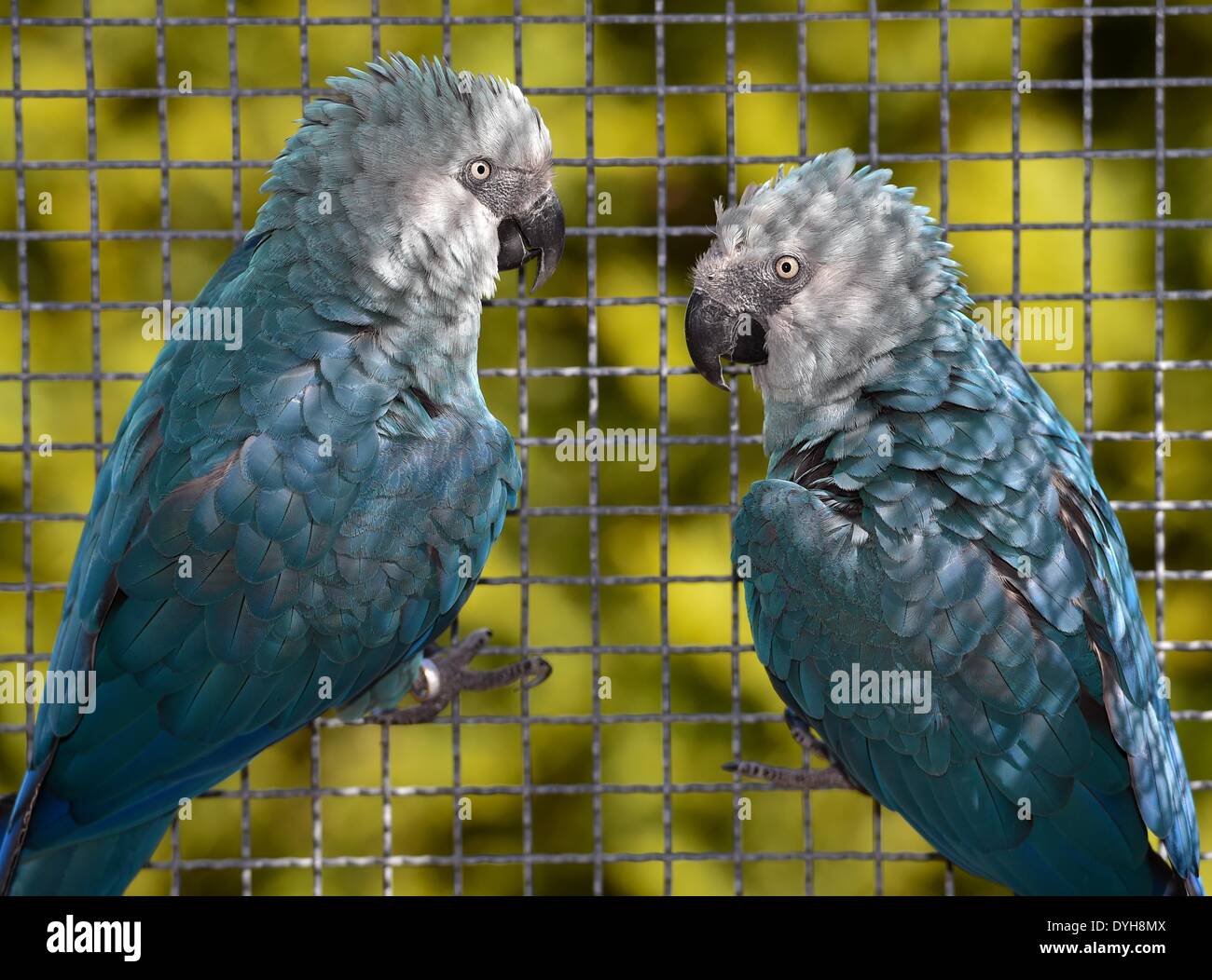 Spixs macaw cyanopsitta spixii hi-res stock photography and images - Alamy
