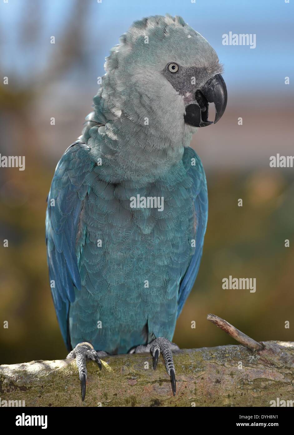 Spixs macaw cyanopsitta spixii hi-res stock photography and images - Alamy