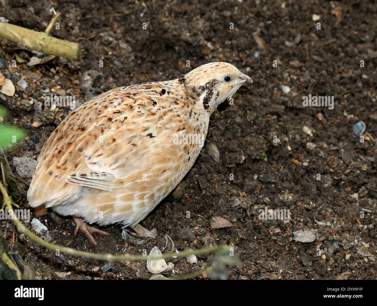 Common Quail (Coturnix coturnix Stock Photo - Alamy