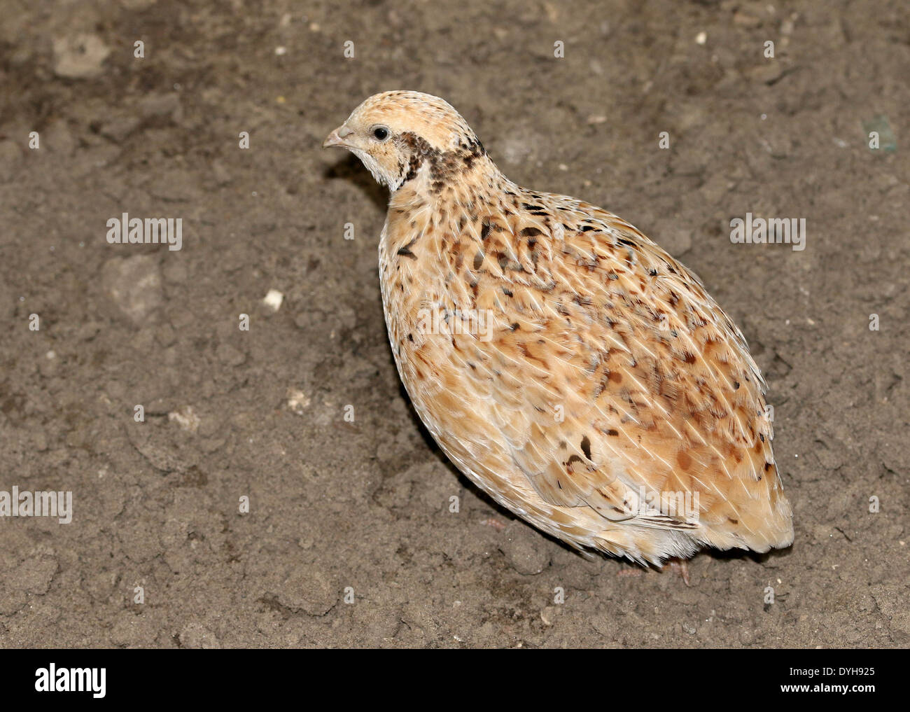 Common Quail (Coturnix coturnix Stock Photo - Alamy