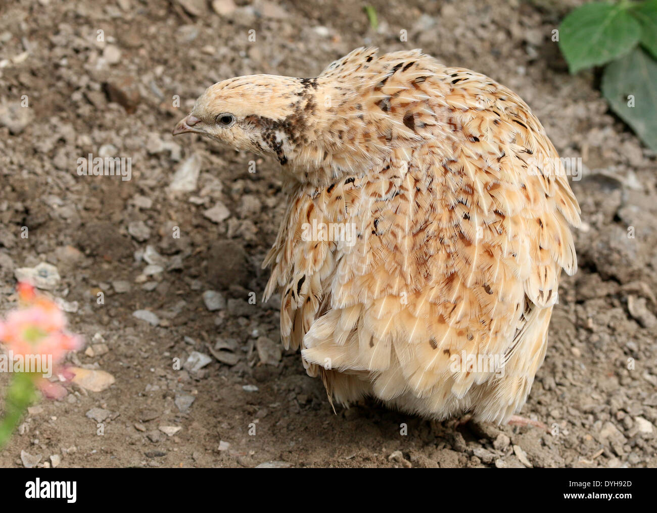 Common Quail (Coturnix coturnix Stock Photo - Alamy