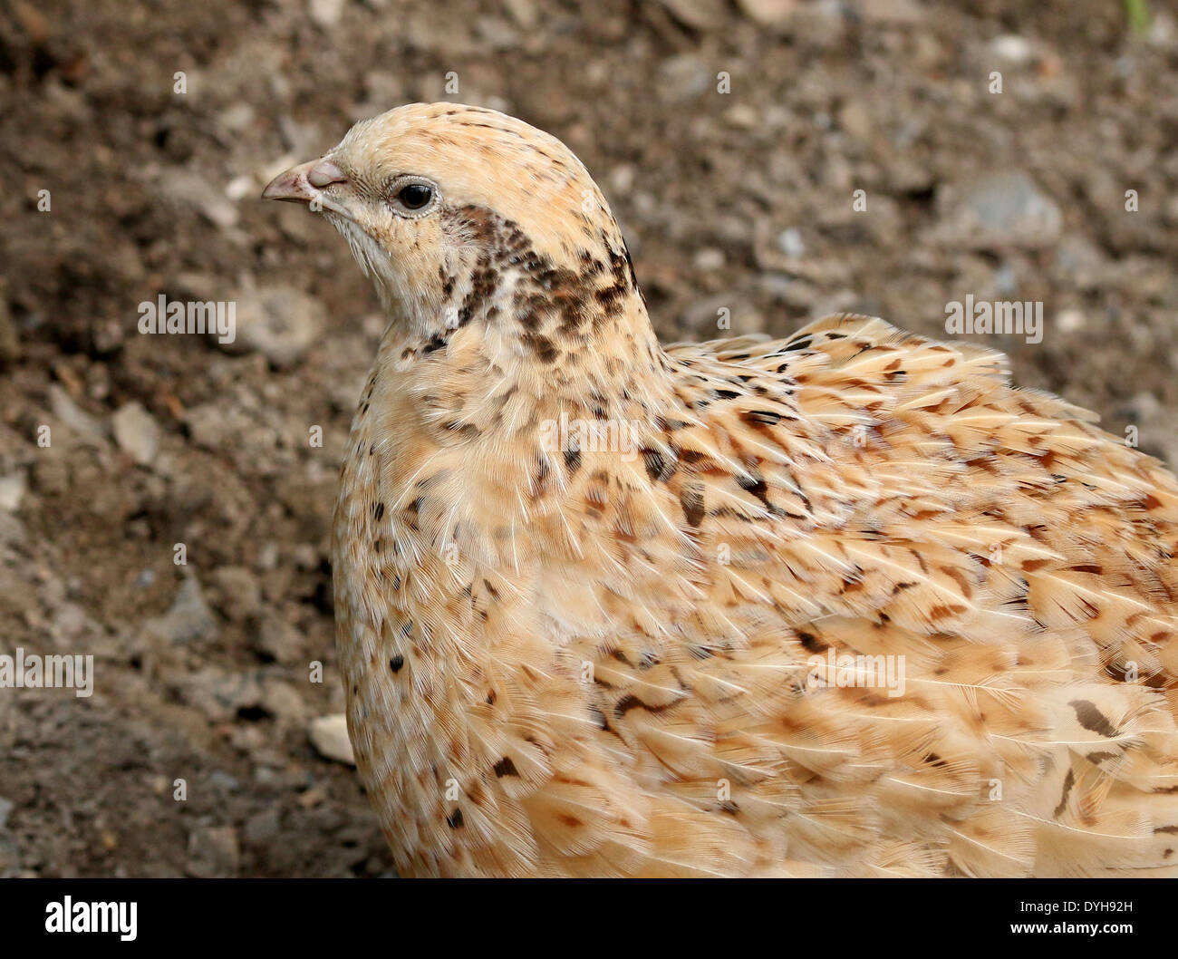 Common Quail (Coturnix coturnix Stock Photo - Alamy