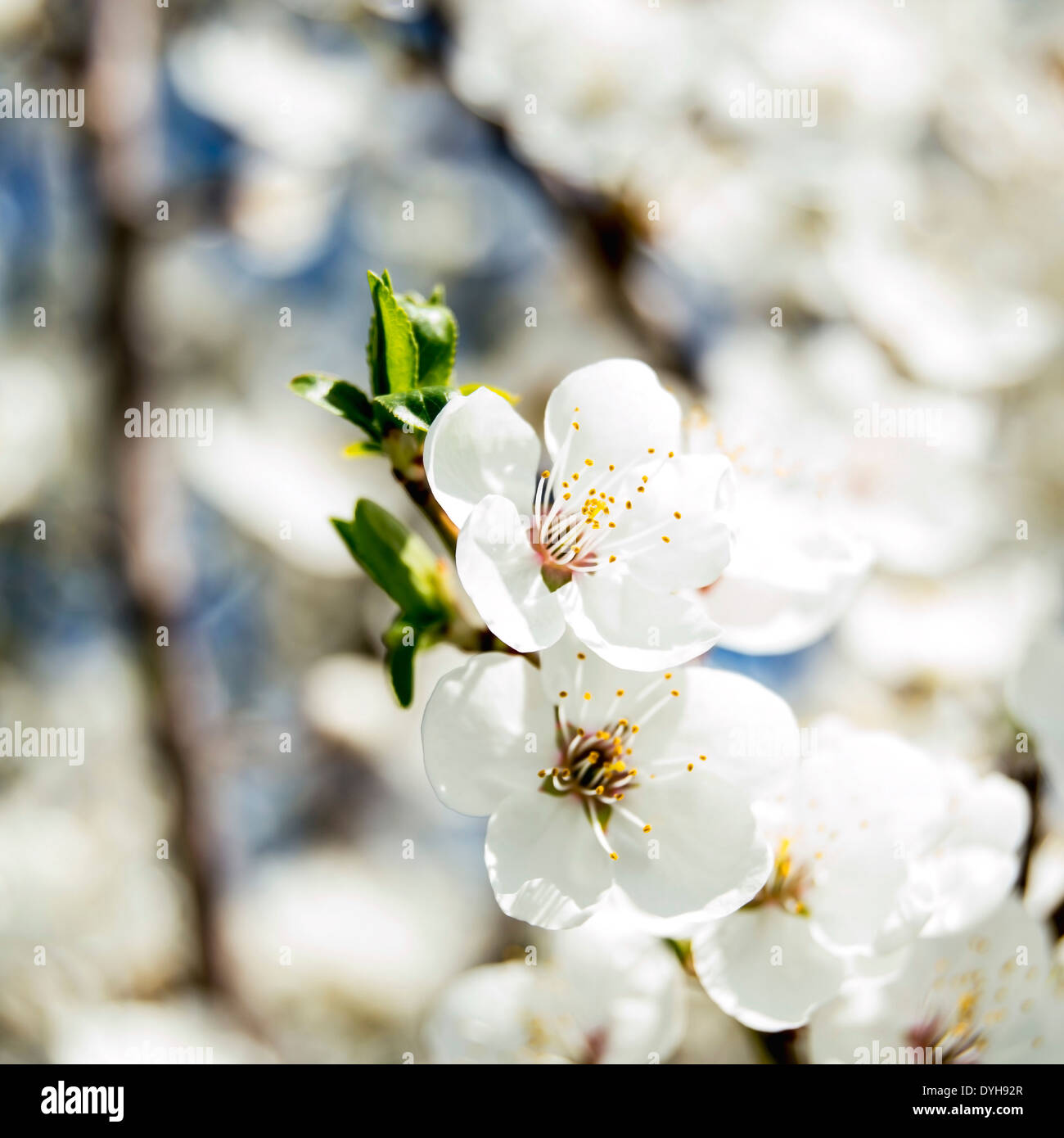 Spring flowers background Stock Photo - Alamy