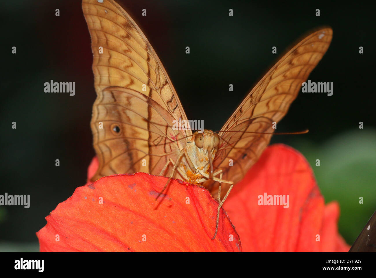 Malay Cruiser Butterfly (Vidula dejone erotella, Vindula arsinoe ...