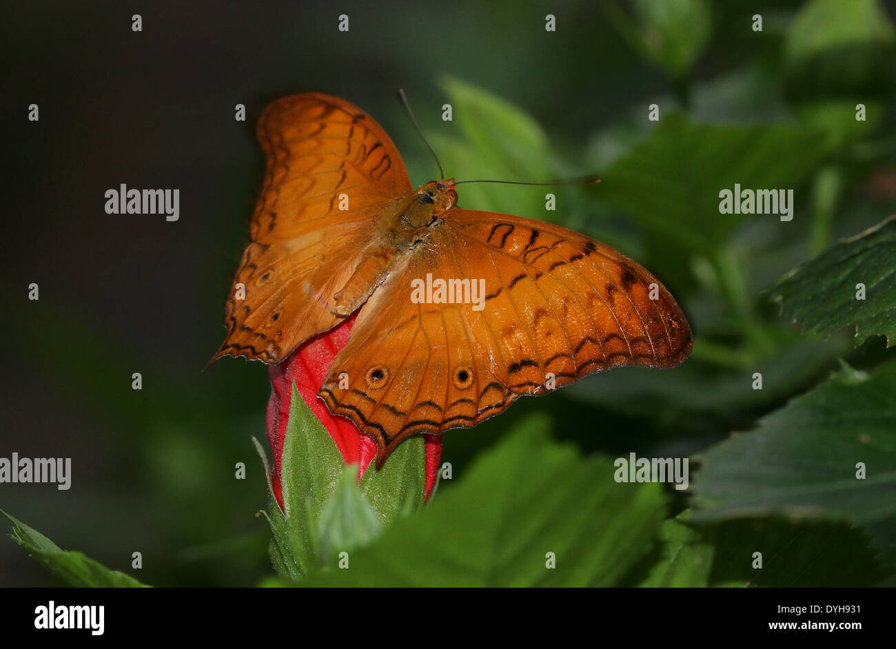 Malay Cruiser Butterfly (Vidula dejone erotella, Vindula arsinoe ...