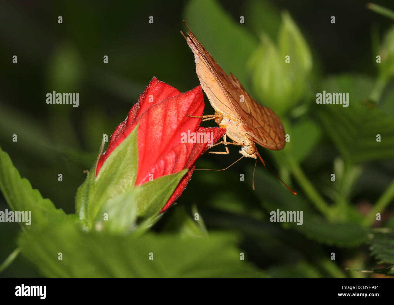 Malay Cruiser Butterfly (Vidula dejone erotella, Vindula arsinoe ...