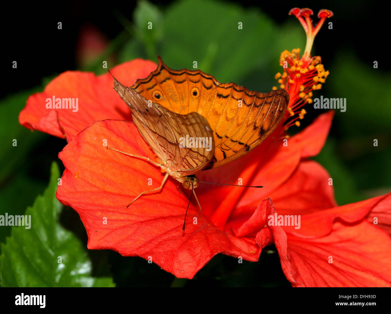 Malay Cruiser Butterfly (Vidula dejone erotella, Vindula arsinoe ...