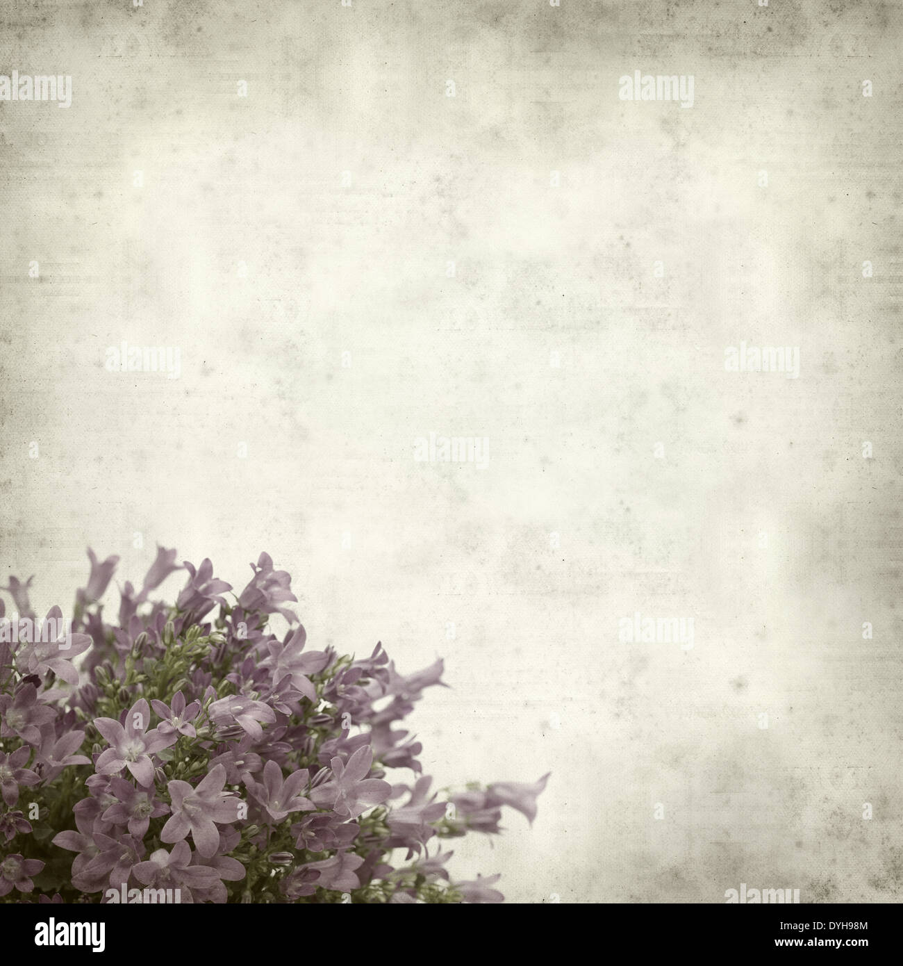 textured old paper background with wall bellflower Stock Photo - Alamy