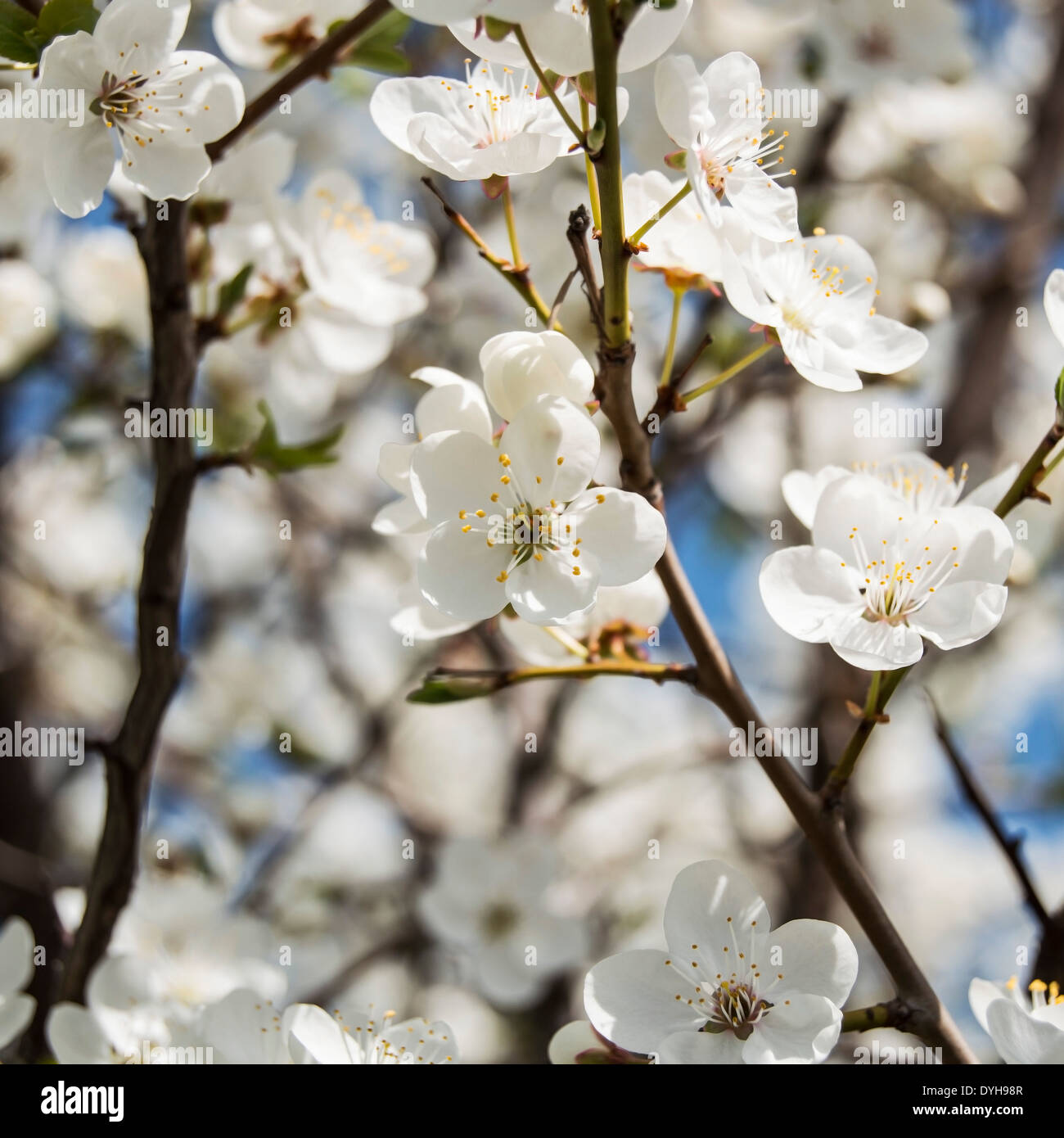Spring flowers background Stock Photo - Alamy