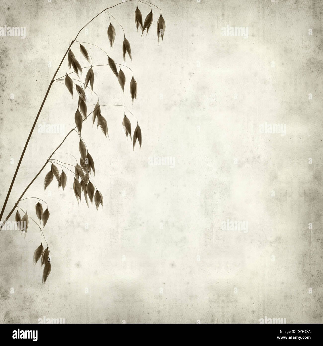 textured old paper background with oats Stock Photo - Alamy