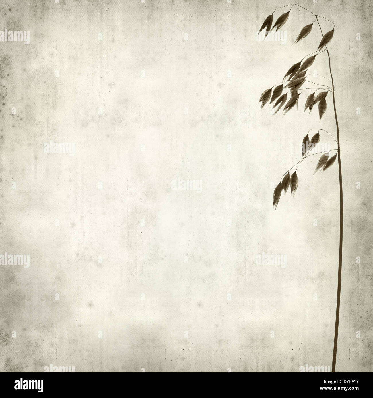 textured old paper background with oats Stock Photo - Alamy