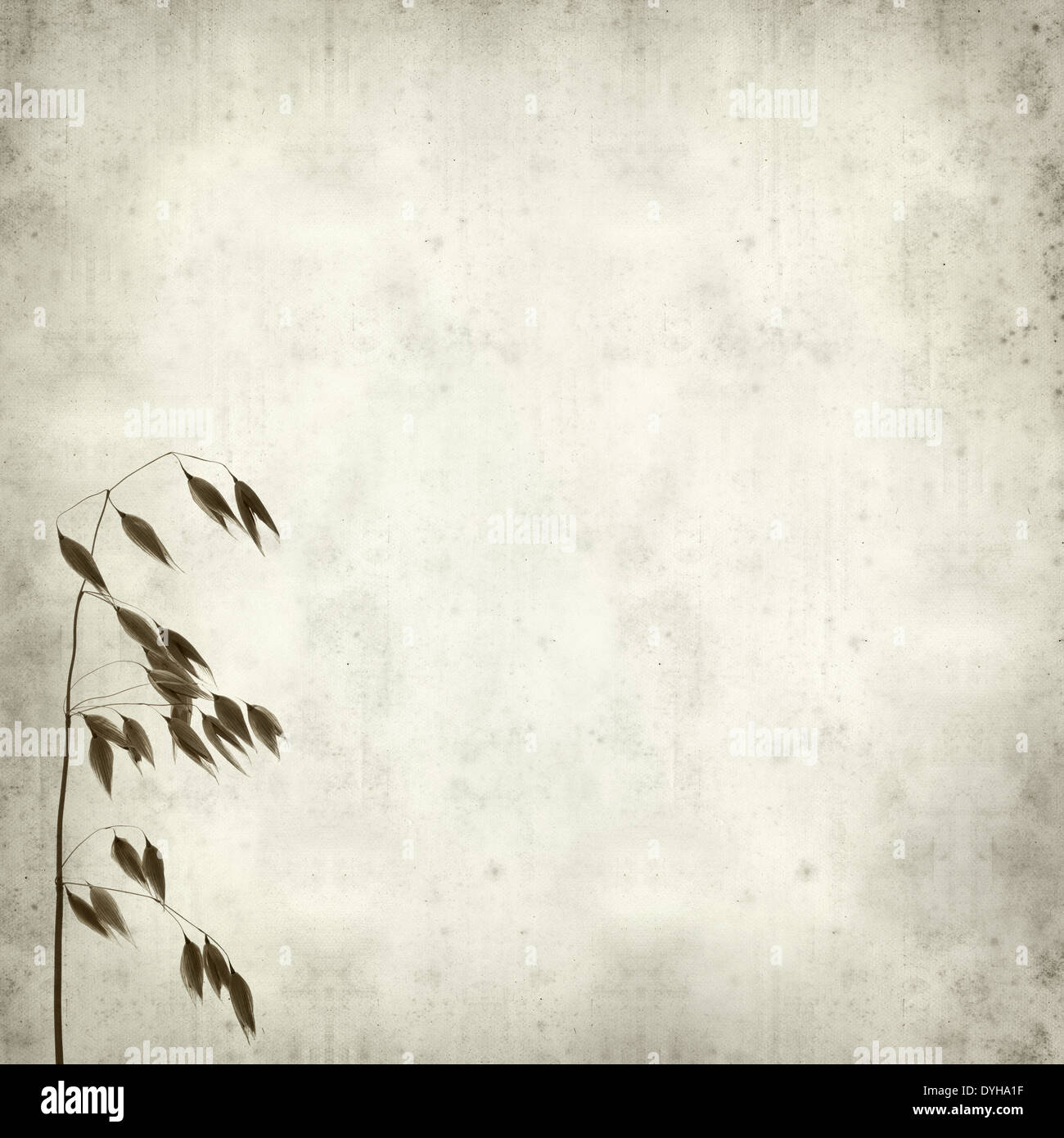 textured old paper background with oats Stock Photo - Alamy
