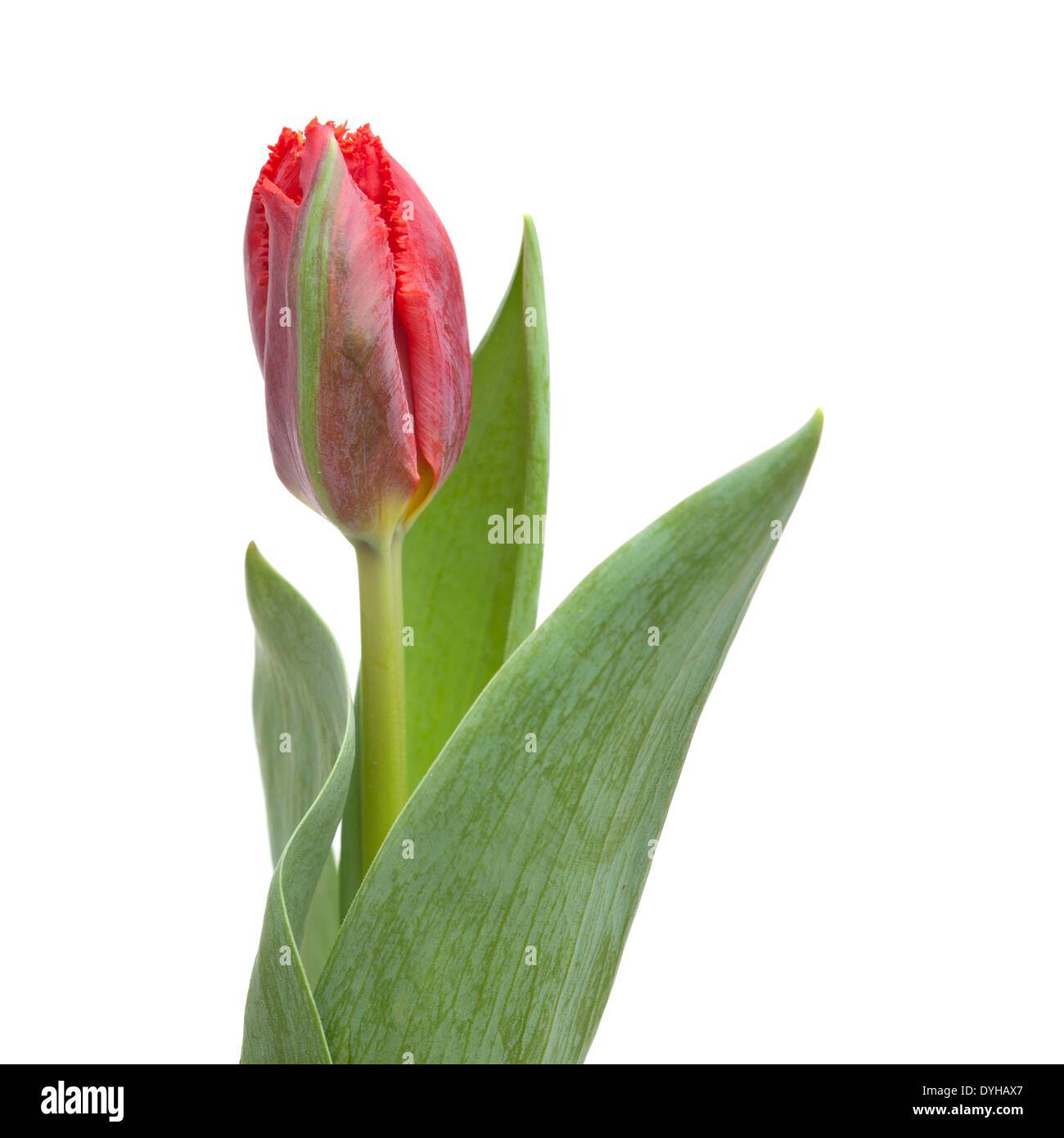 dark red tulip with ruffled edge, isolated on white Stock Photo - Alamy