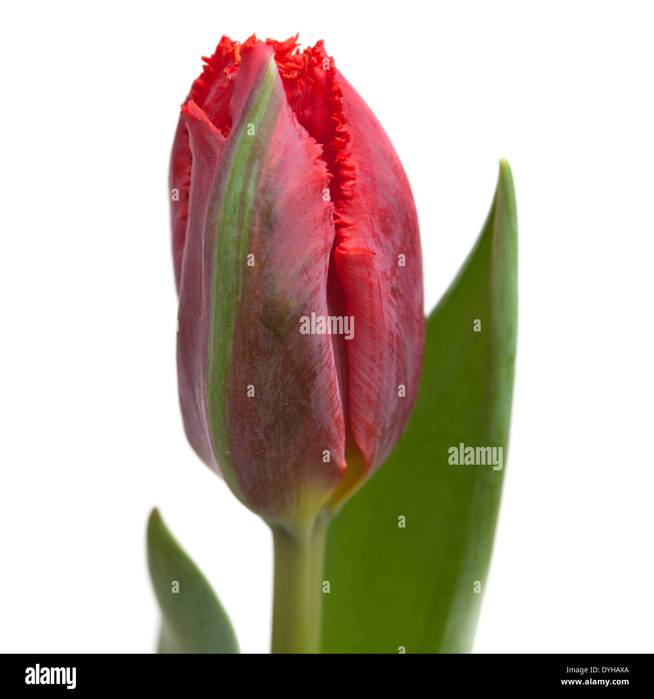 dark red tulip with ruffled edge, isolated on white Stock Photo - Alamy