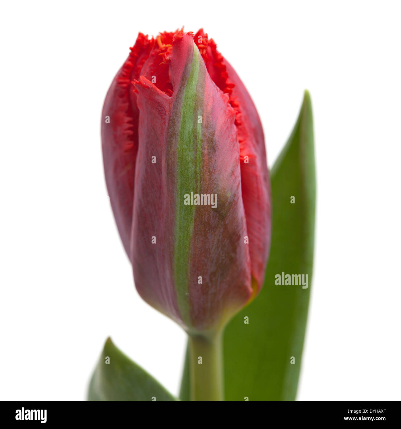 Red ruffle flower hi-res stock photography and images - Alamy