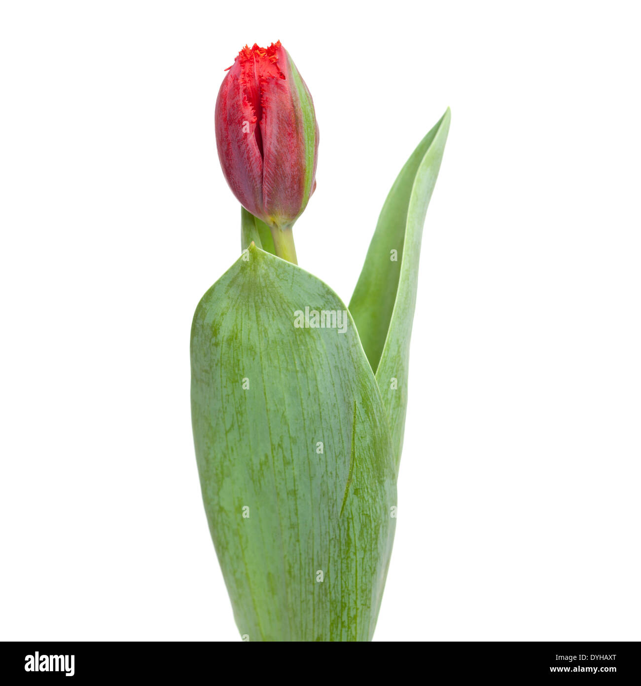 dark red tulip with ruffled edge, isolated on white Stock Photo - Alamy