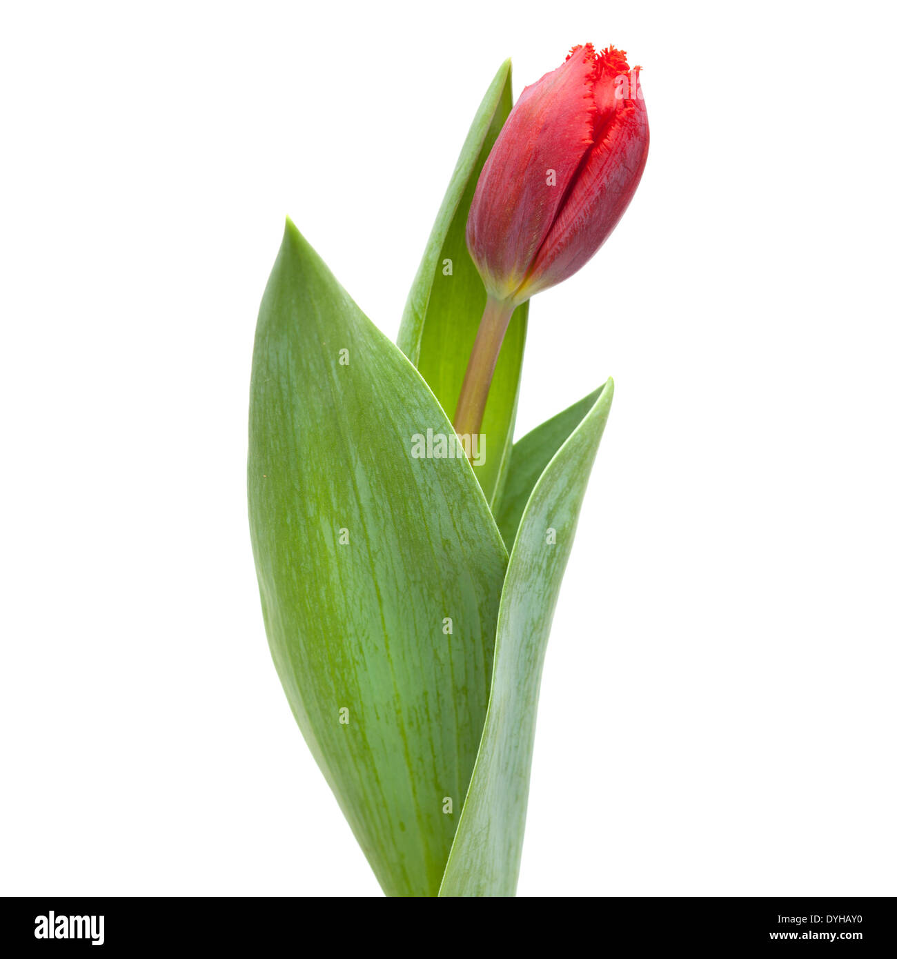 dark red tulip with ruffled edge, isolated on white Stock Photo - Alamy