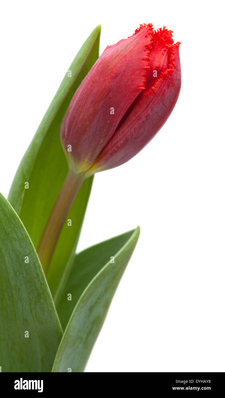 dark red tulip with ruffled edge, isolated on white Stock Photo - Alamy