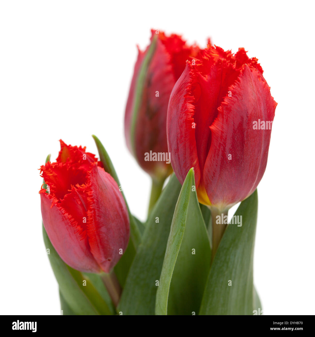 dark red tulip with ruffled edge, isolated on white Stock Photo - Alamy