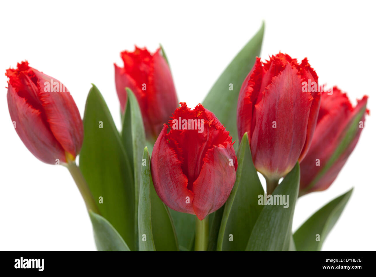 Dark red tulip hi-res stock photography and images - Alamy