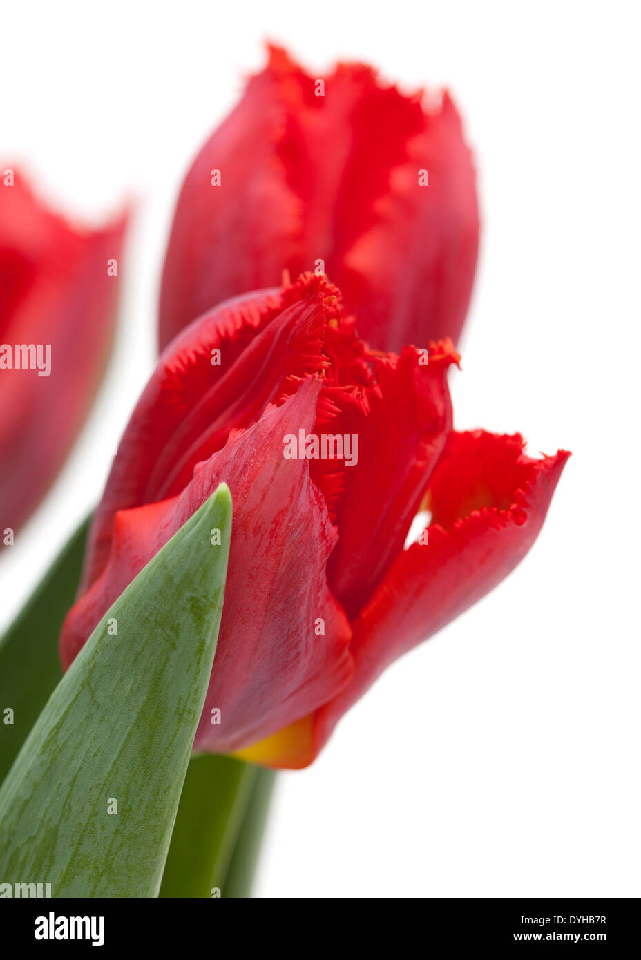 Ruffle bloom hi-res stock photography and images - Alamy