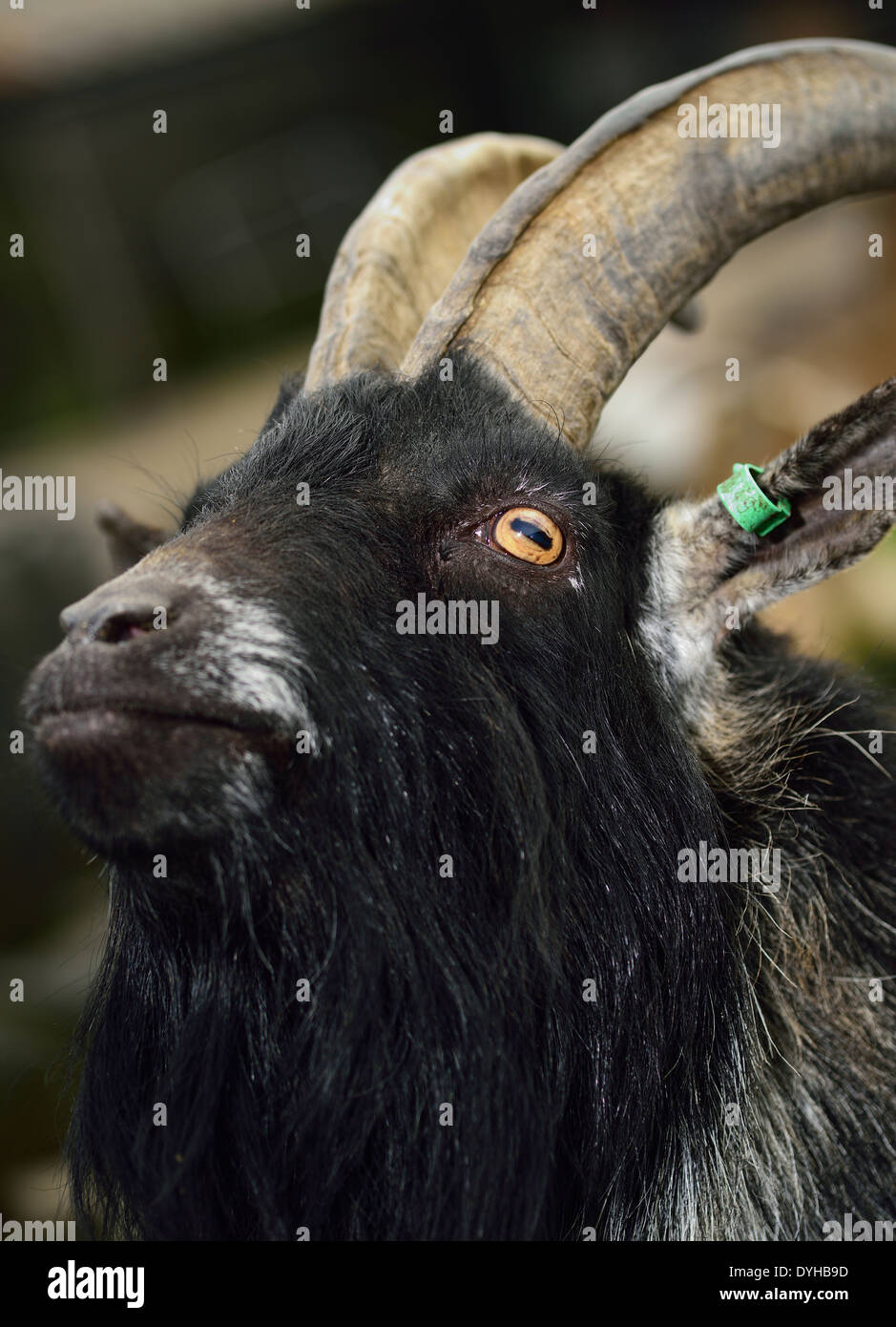 A ram in a field Stock Photo - Alamy