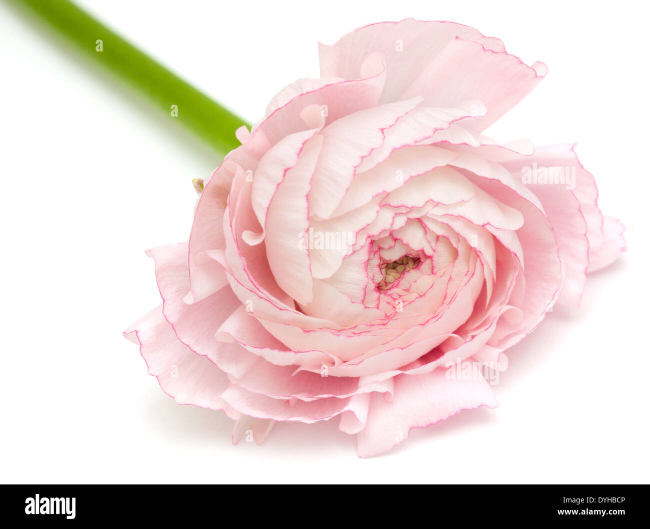 pale pink ranunculus, persian buttercup, isolated on white background ...