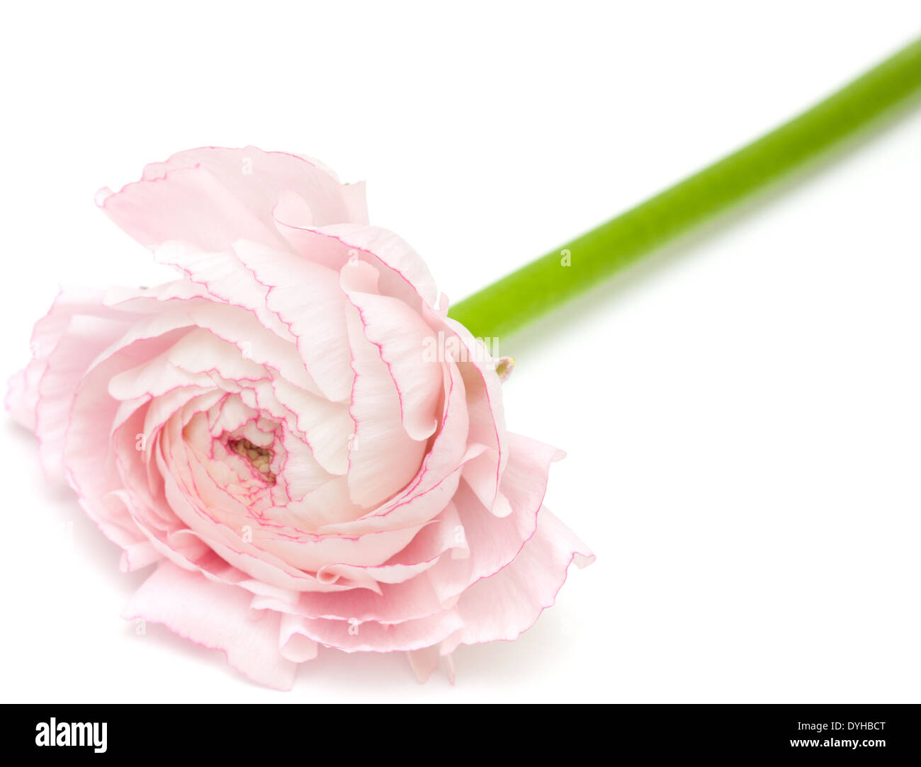 pale pink ranunculus, persian buttercup, isolated on white background ...