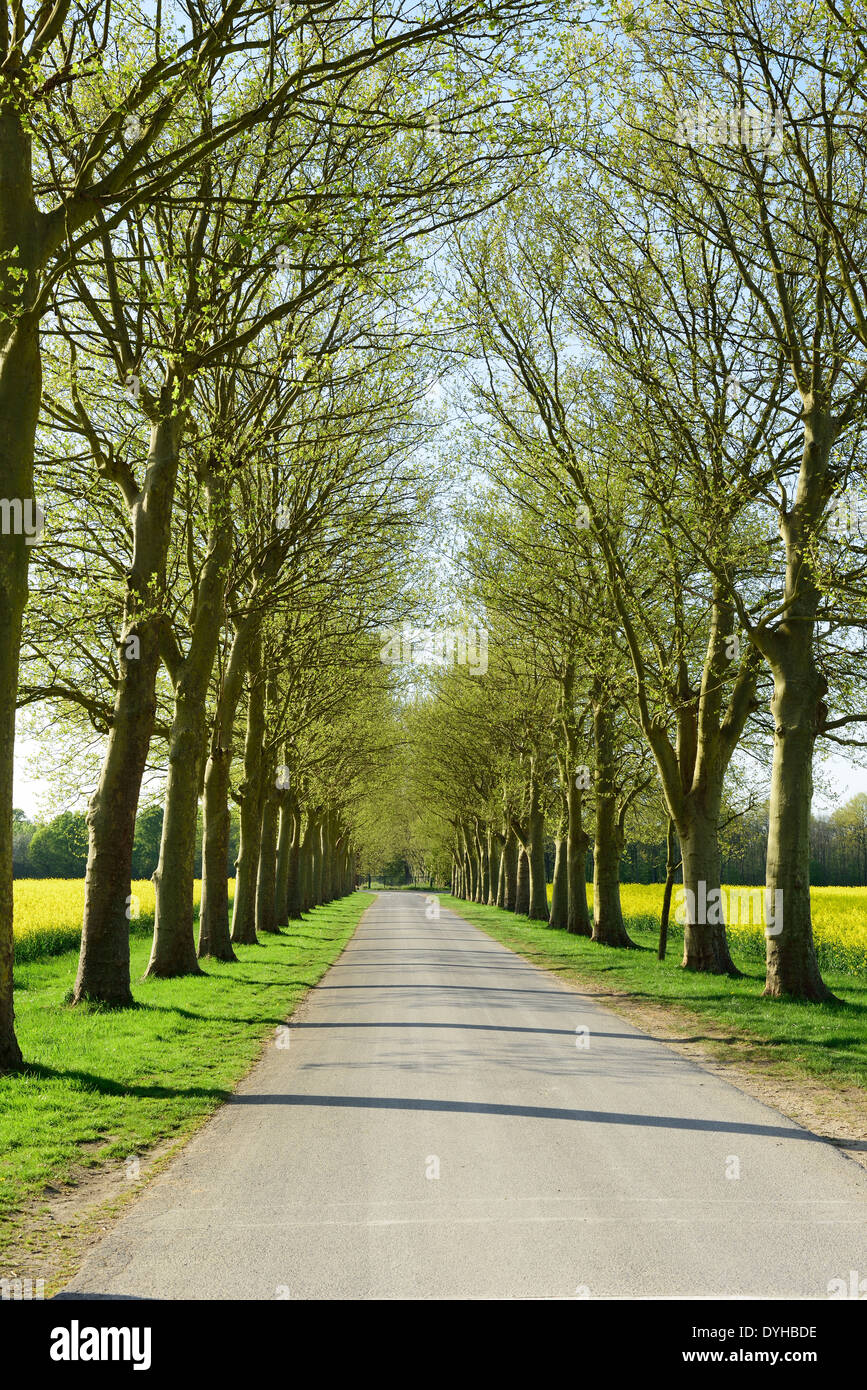 Tree line avenue hi-res stock photography and images - Alamy