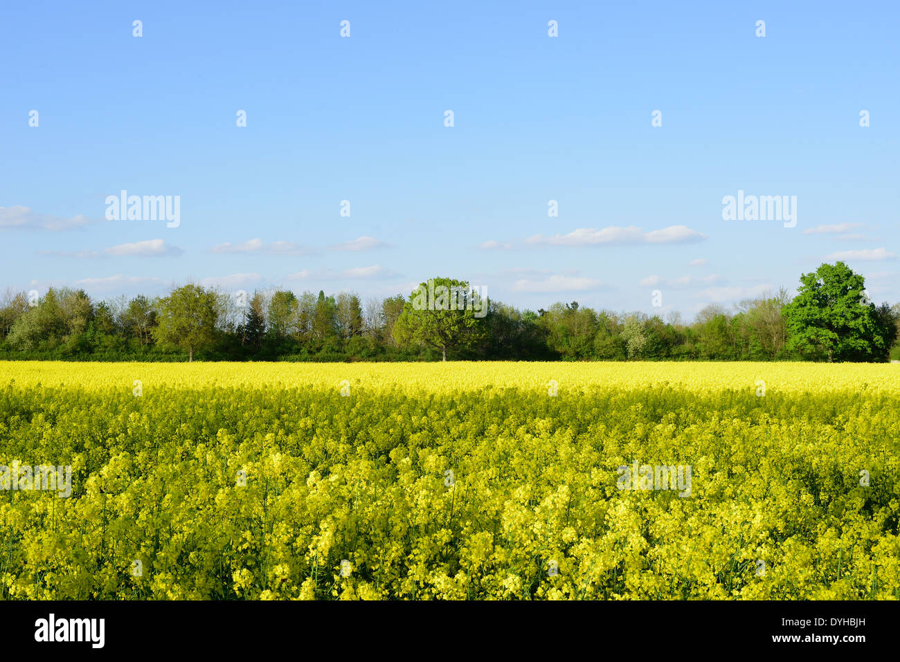 Oilseed hi-res stock photography and images - Alamy