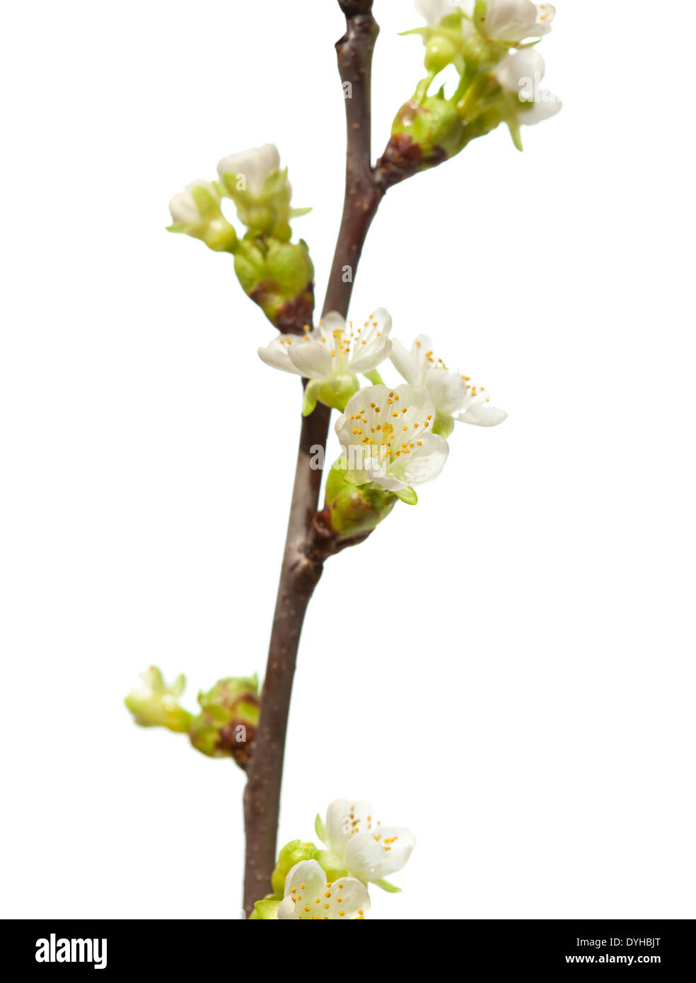 spring flowering branch isolated on white Stock Photo - Alamy