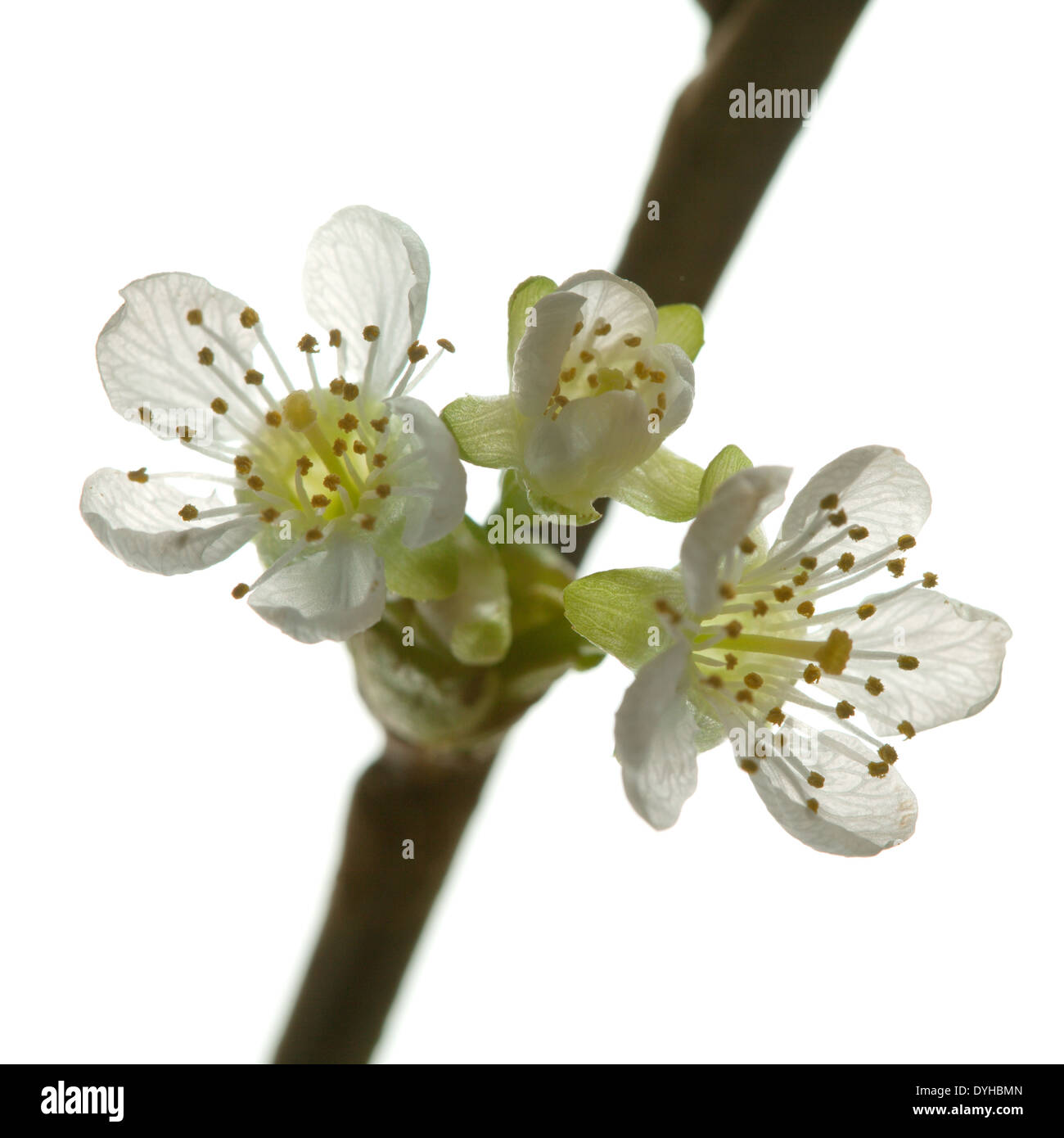 Delicate spring branch Cut Out Stock Images & Pictures - Alamy